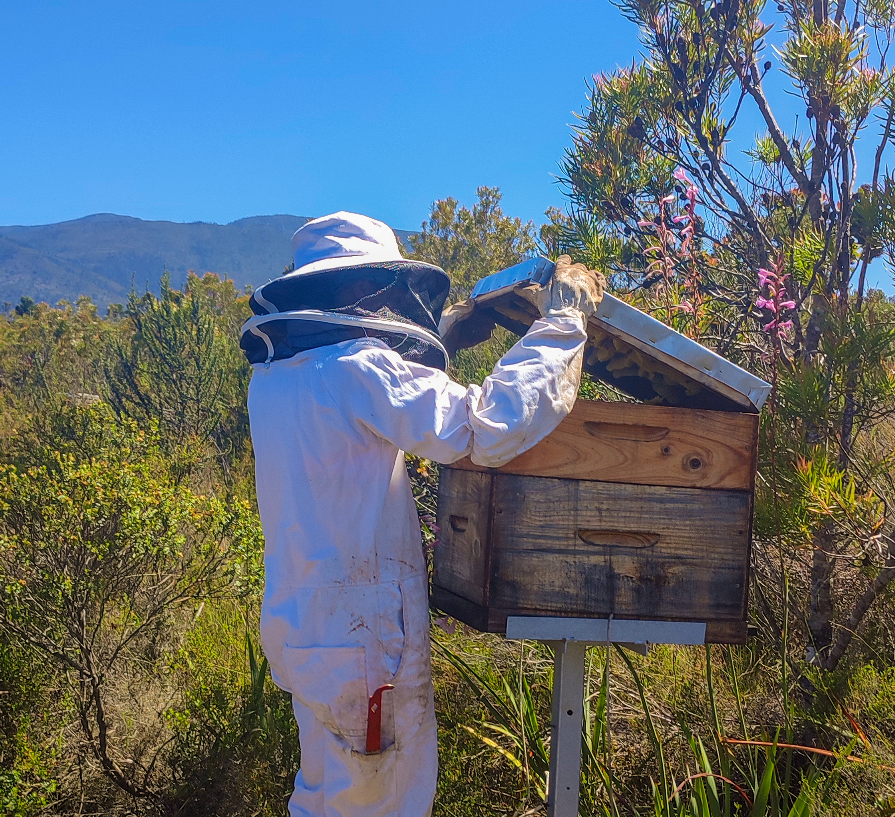 The Sweet Benefits of South African Fynbos Honey - Honey Collective